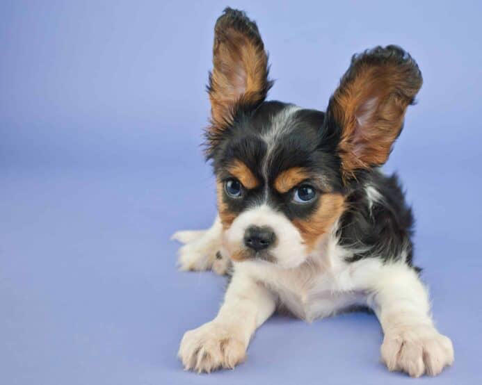 Aggressive puppy or normal play? Spot the danger signs and fix problems