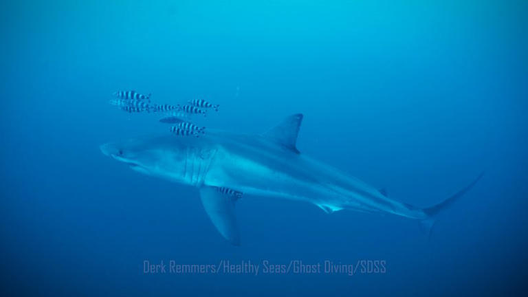 Rare underwater footage captures great white shark
