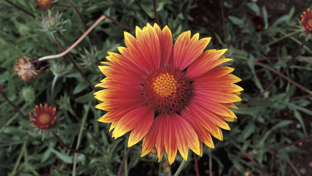20 colorful flowers for summer gardens