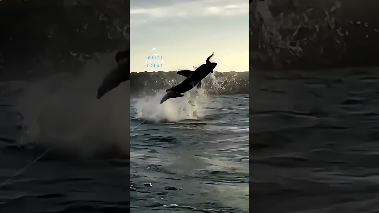 Great white sharks can fly
