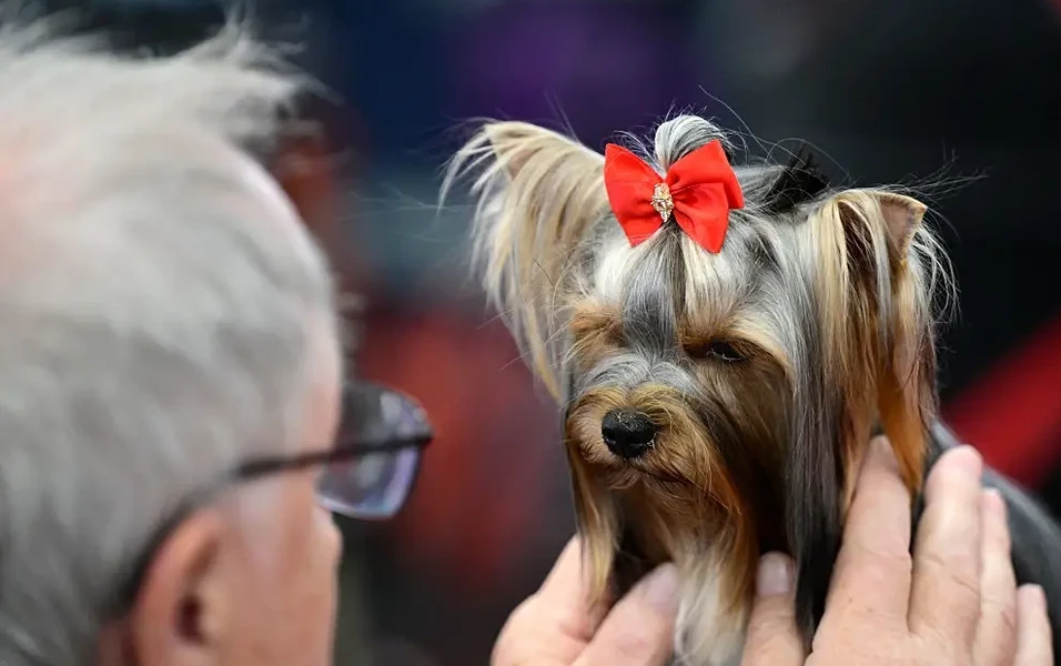 Yorkie care tips every loving owner needs