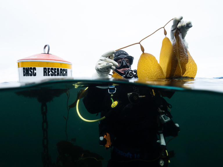 50 years of data reveals true extent of climate change impacts on kelp ...