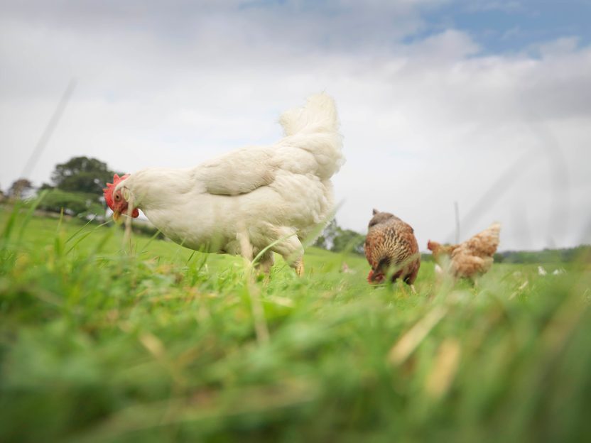 Who was 'Mike the Headless Chicken' – and just how long did he live ...