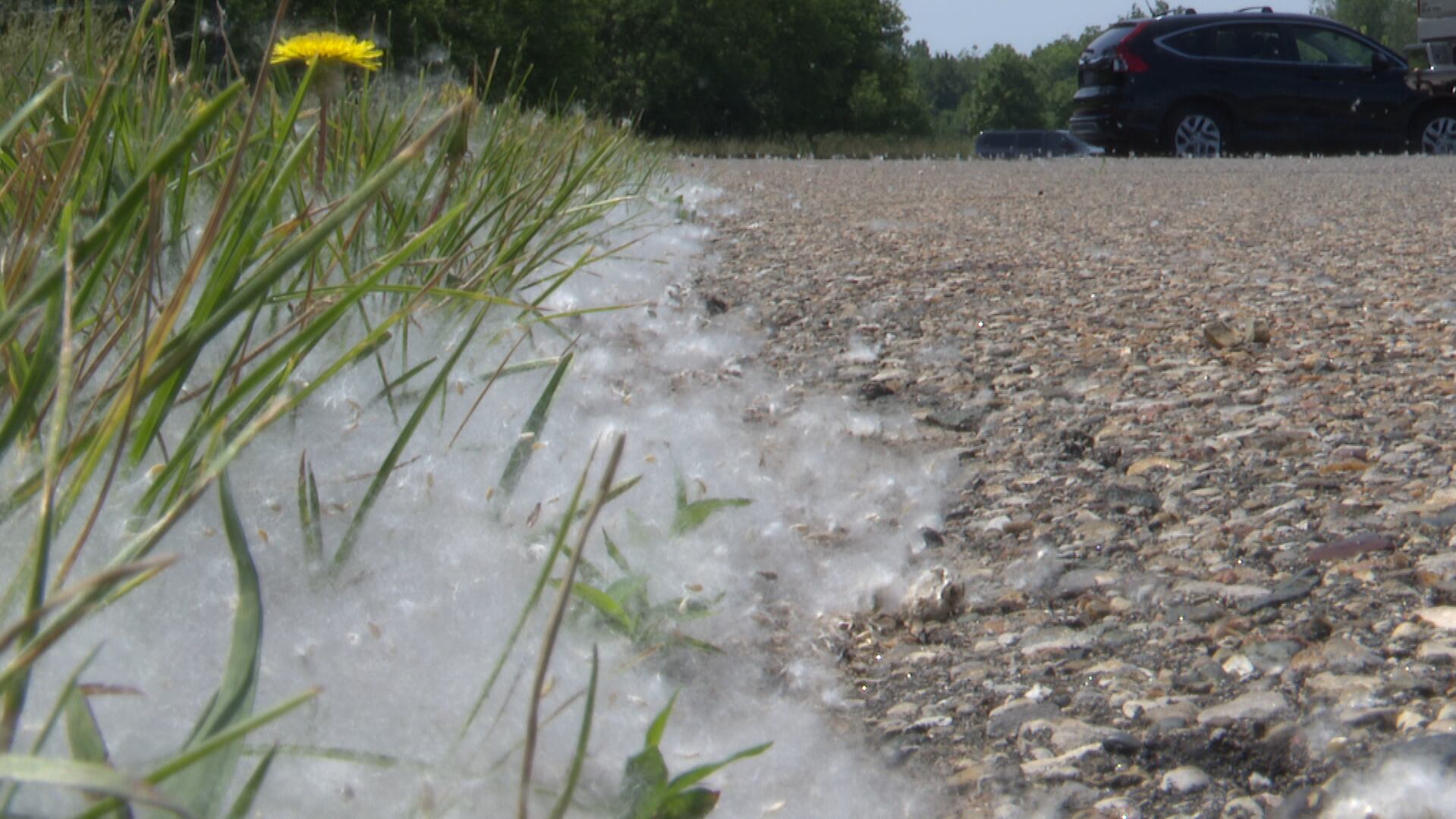 Cottonwood fluff blankets Lansing as allergy season peaks