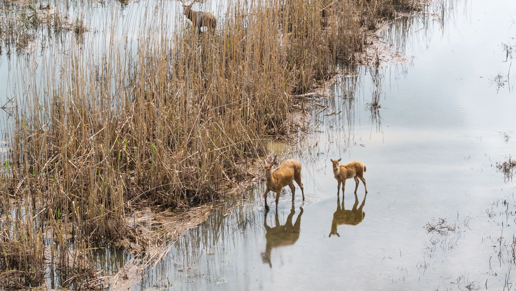 Effective strategies to keep deer out of gardens