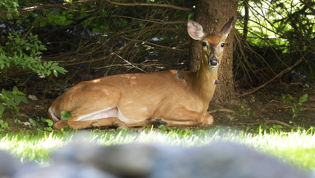 Effective strategies to keep deer out of gardens