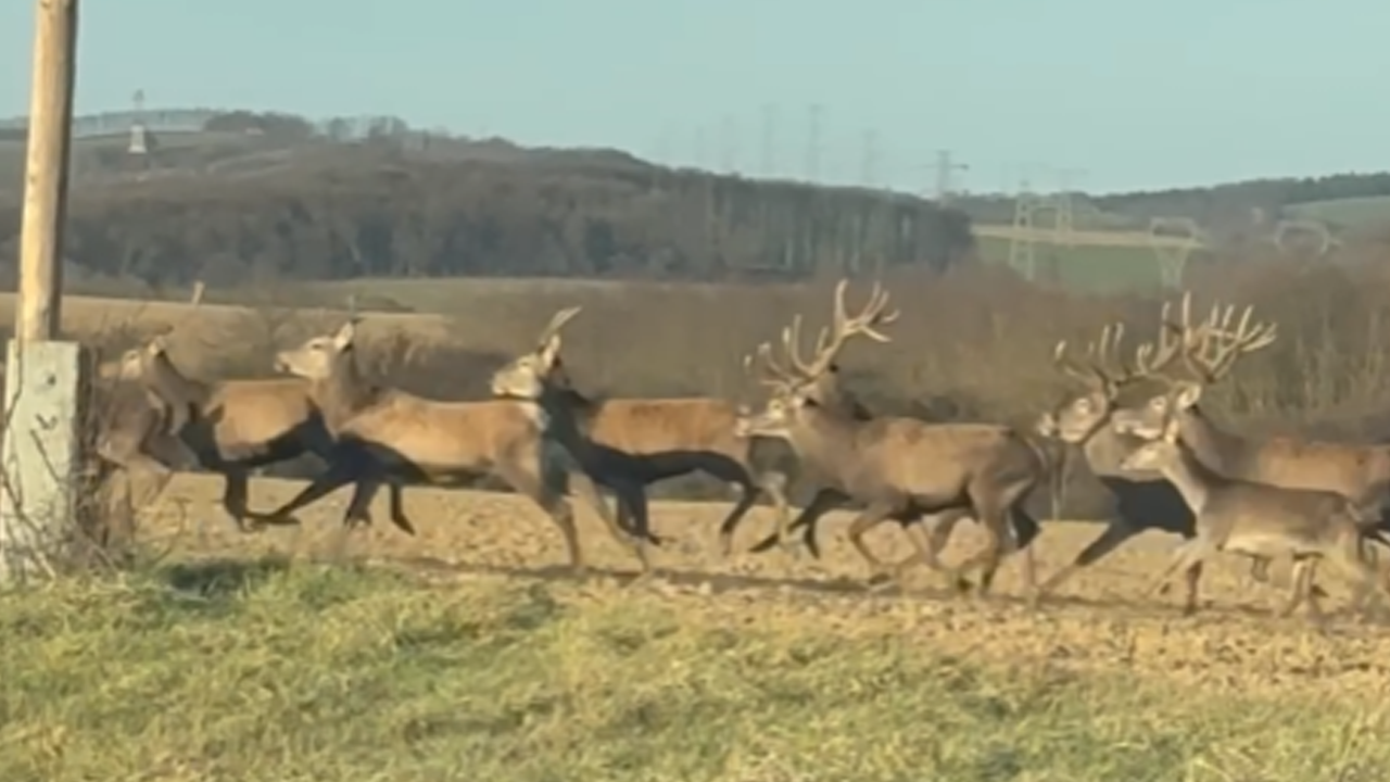 Deer herd goes on a morning run
