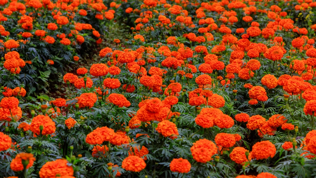 12 plants that naturally repel garden pests
