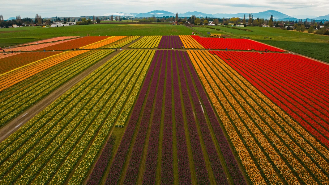 16 tulip festivals and farms across the USA