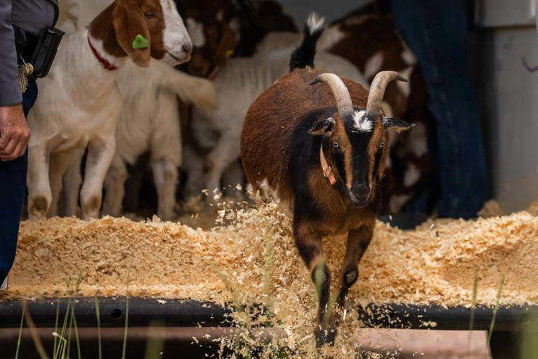Goat grazing program tackles weeds at El Paso County Jail