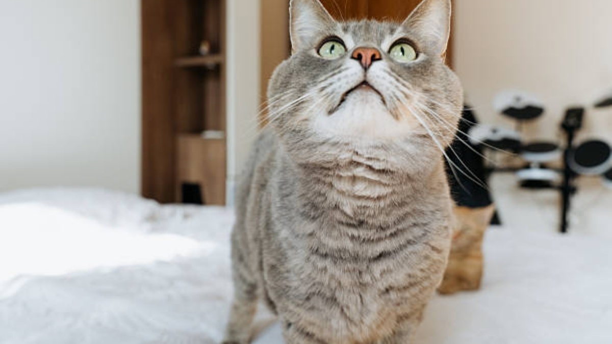 Human habits that cats probably don't like