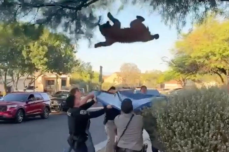 Police officers fall over themselves while catching falling bear from tree