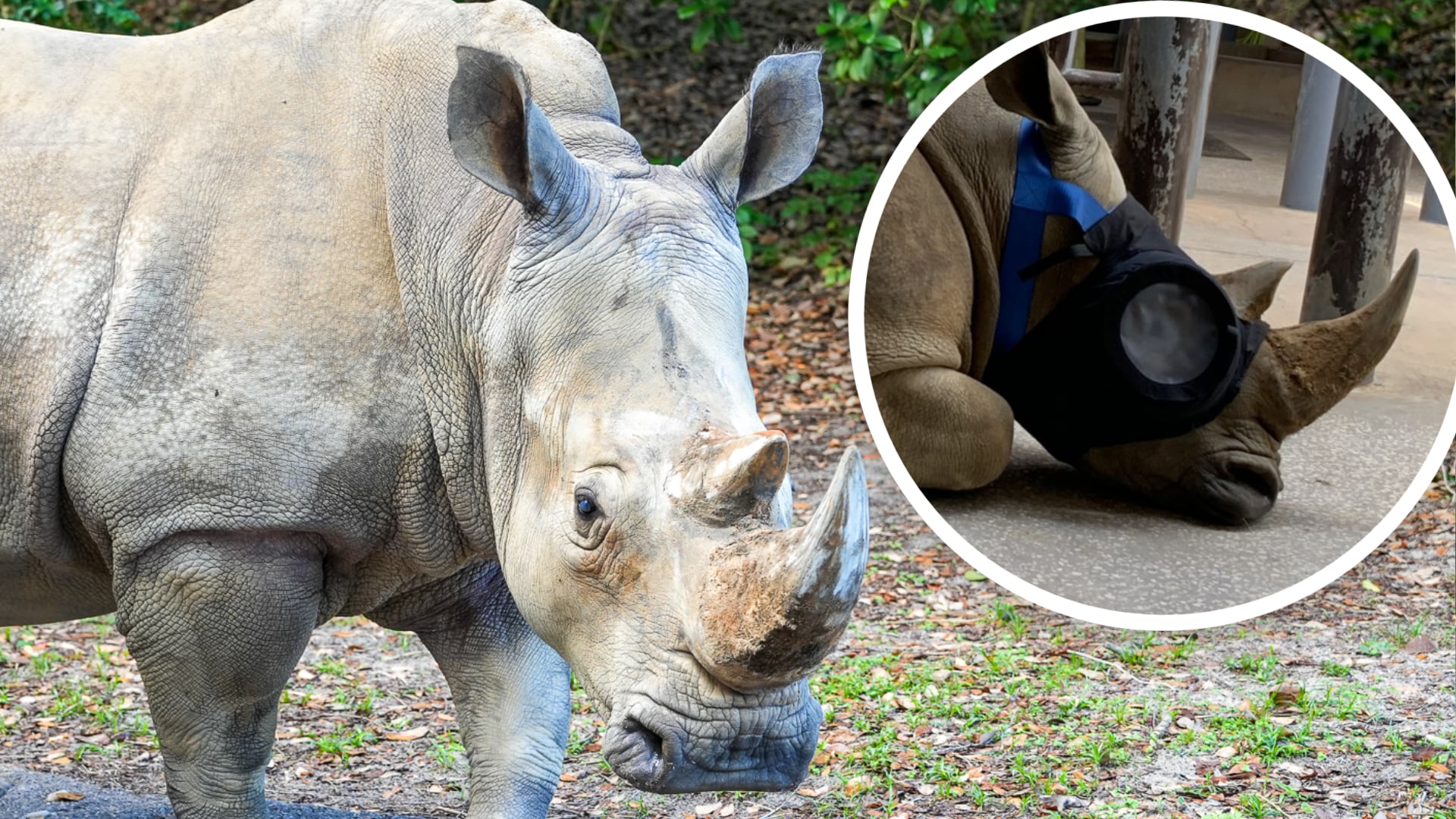 White rhino at Disney’s Animal Kingdom regains sight after complex surgery