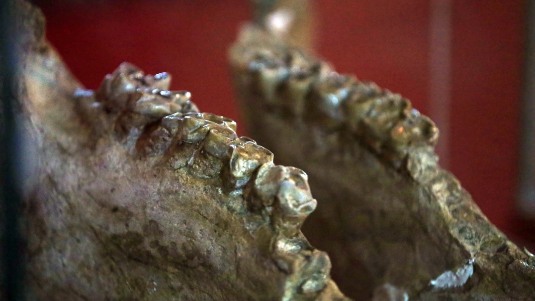 10 oldest human fossils ever discovered