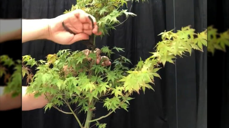 How to turn an ordinary Japanese maple into a stunning statement piece