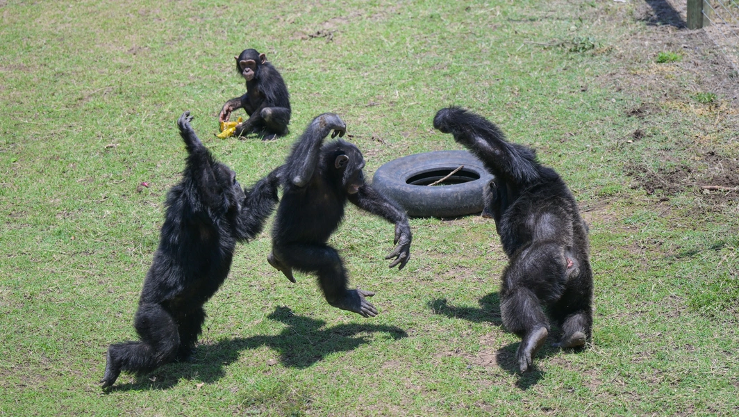 12 animals that laugh and play like humans