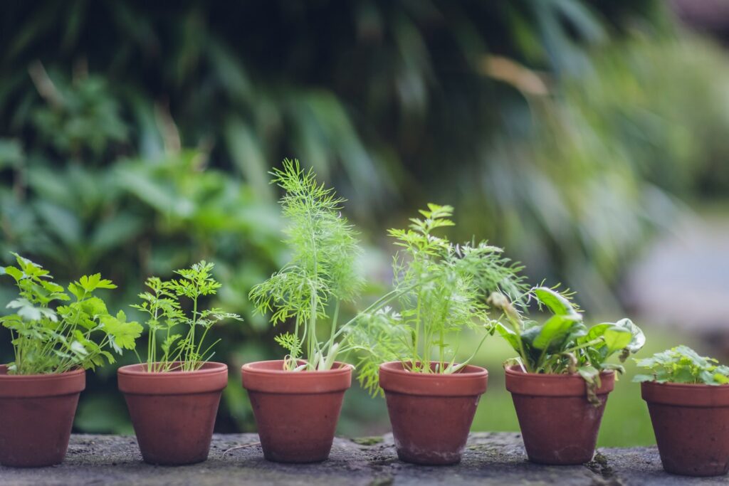 10 tips to start growing your own food