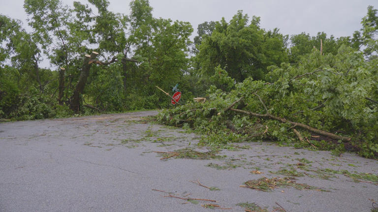 Trees uprooted, debris scattered across properties after storms in ...