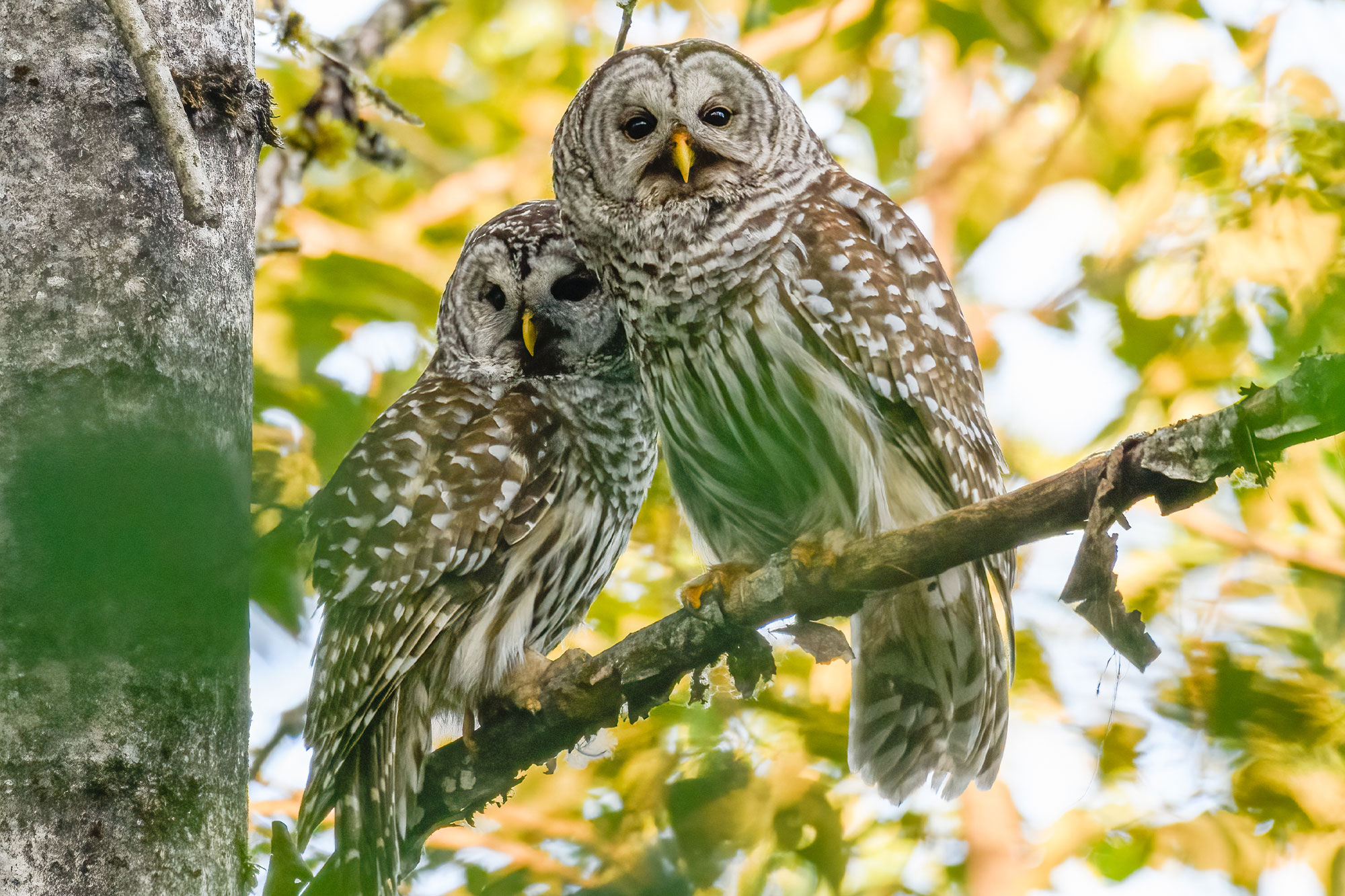 Why thousands of adorable owls are about to be brutally killed on the ...
