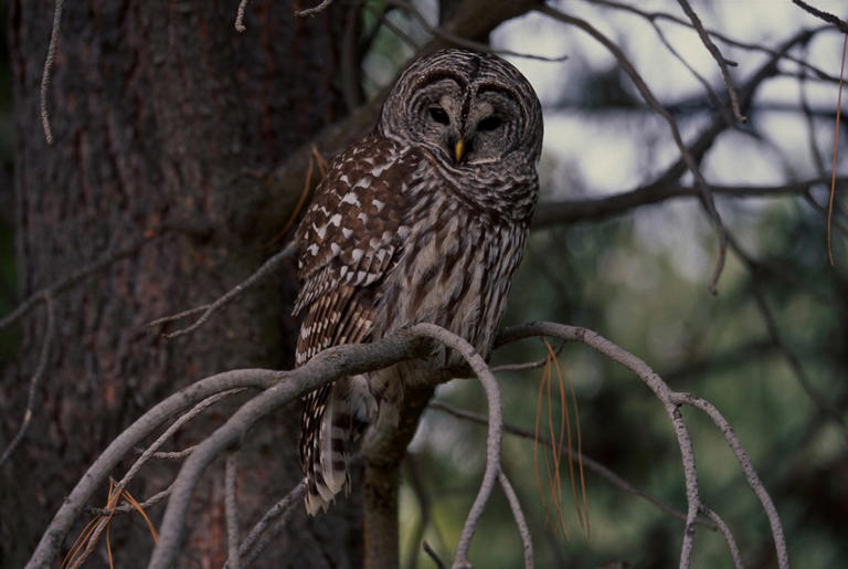 Why thousands of adorable owls are about to be brutally killed on the ...