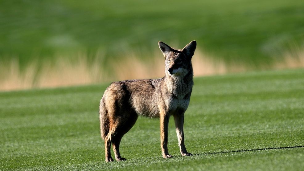 Coyote spotted near Tri-Rail in Mangonia Park