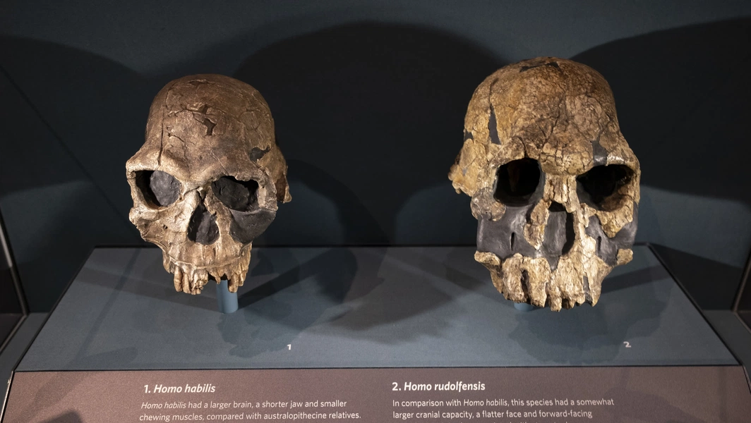 10 oldest human fossils ever discovered
