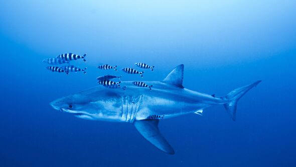 Mediterranean great white shark: Diver's 'hands were shaking' in 'first ...
