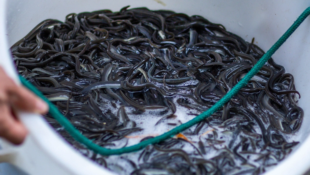 3 fascinating facts about American eels