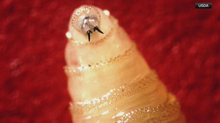 Iowa cattle farmers prepared for the New World screwworm as the ...