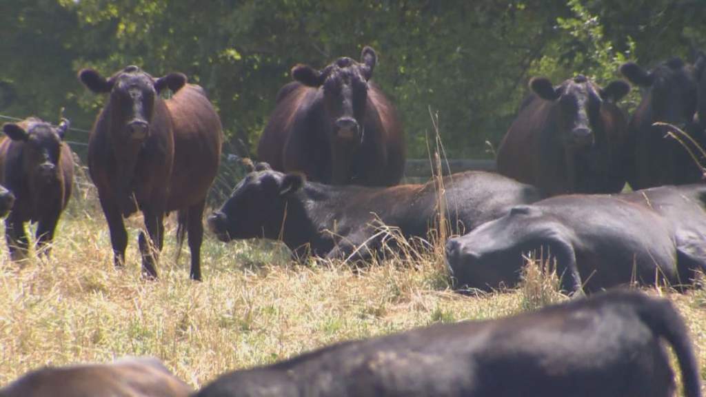 Flesh-eating screwworm in US cows not cause for concern in Canada ...