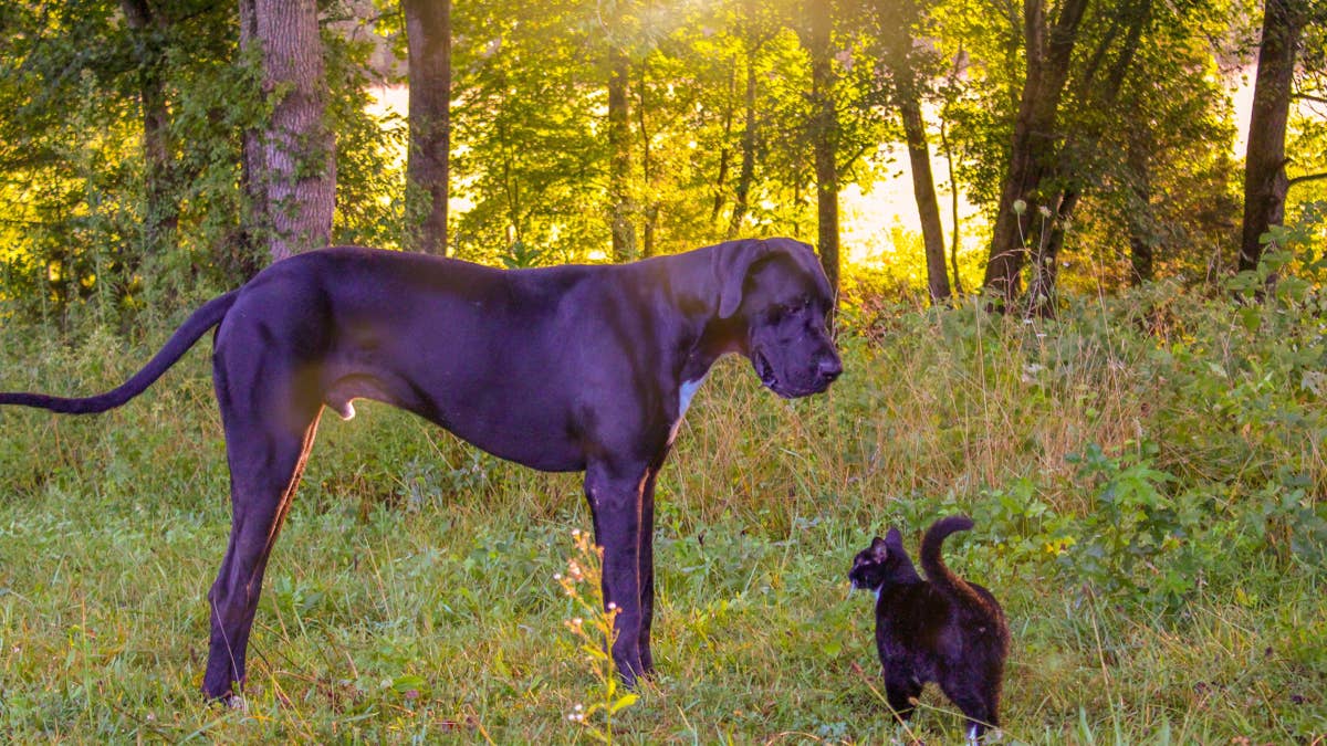 Great Dane plays 'follow the leader' with tiny kitten in pure devotion