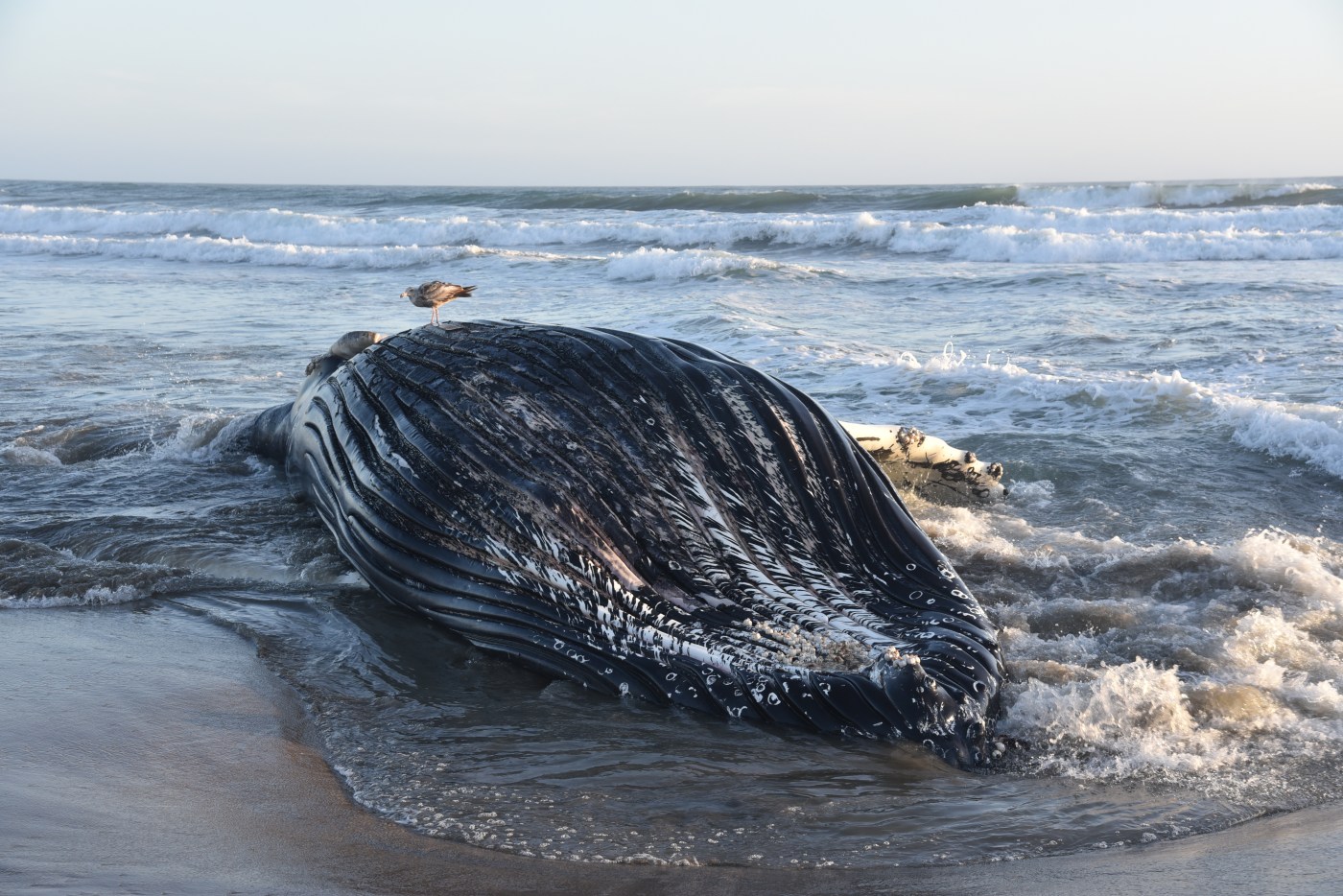 Watsonville | Juvenile humpback whale found dead on Sunset State Beach