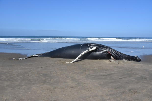 Watsonville | Juvenile humpback whale found dead on Sunset State Beach