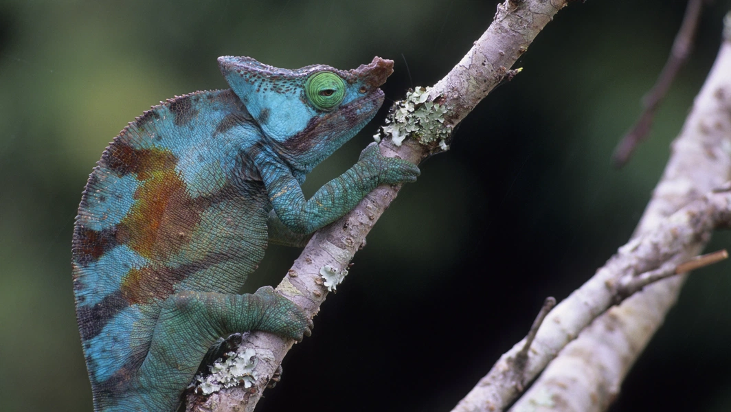 The secret lives of Madagascar’s chameleons