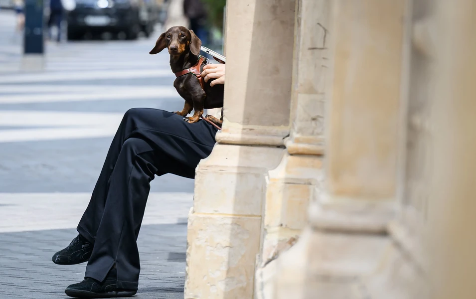 Dog sitting tips every pet lover needs