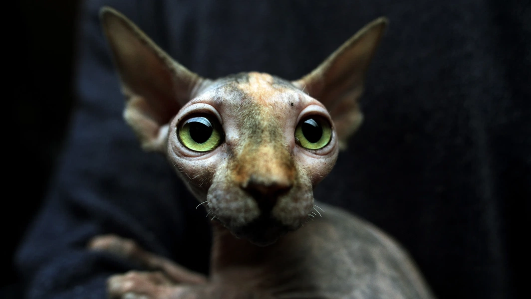 How to safely bathe your cat