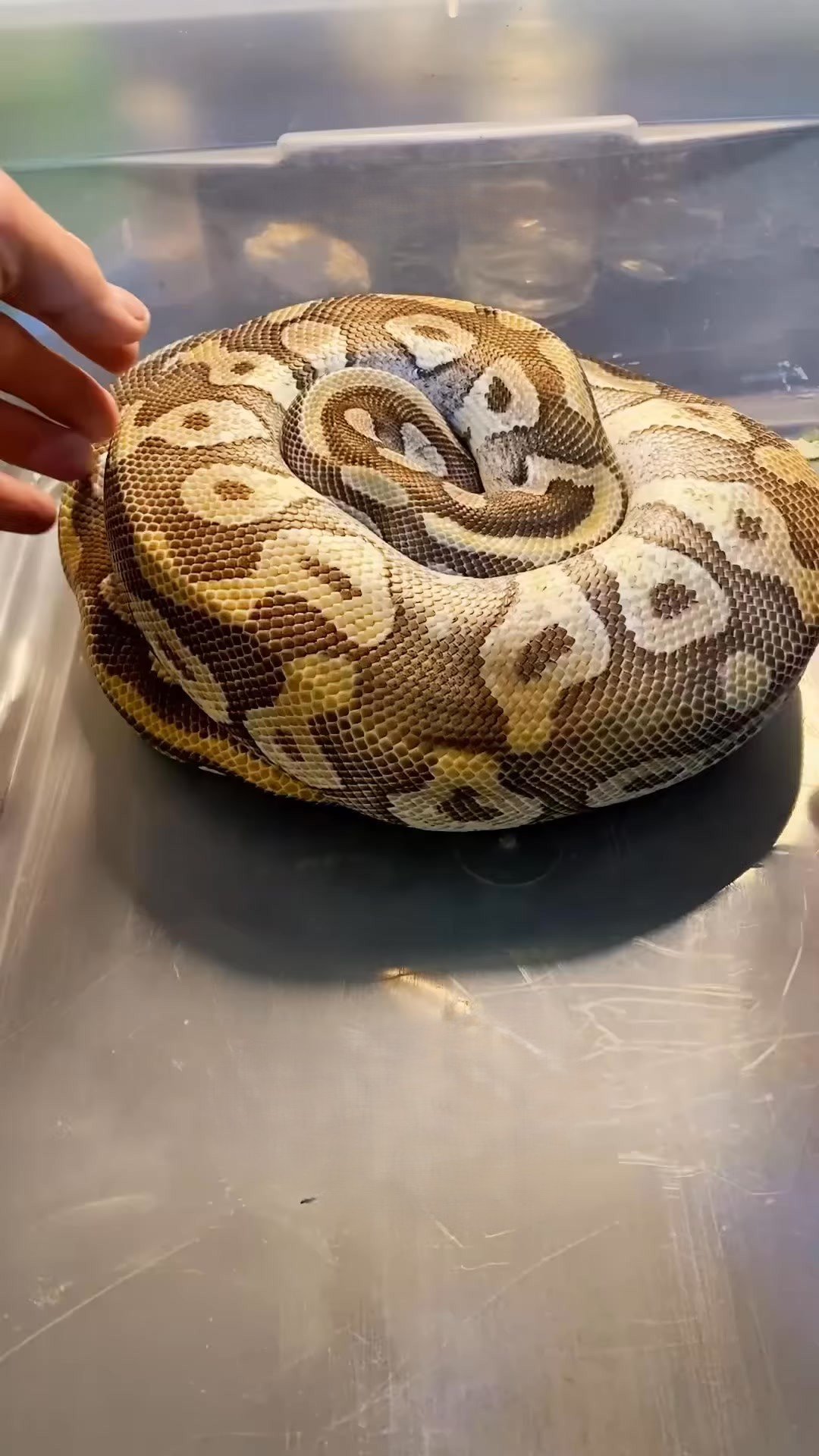 Hatching the "Upside Down Egg"