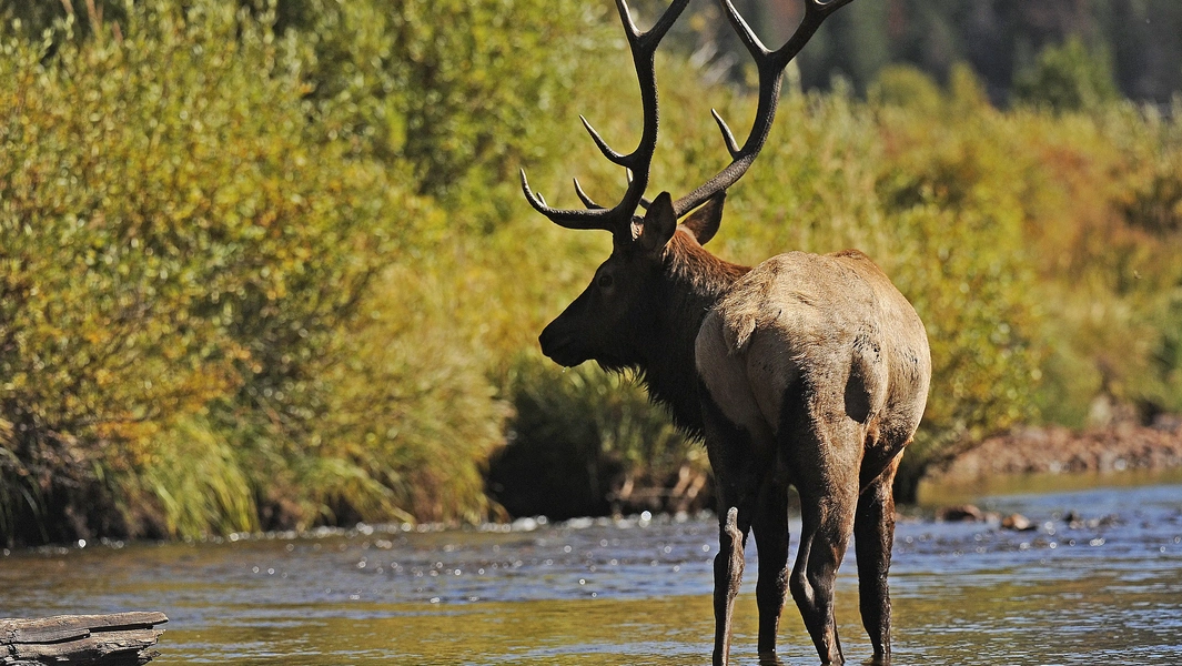 14 US states with thriving elk populations