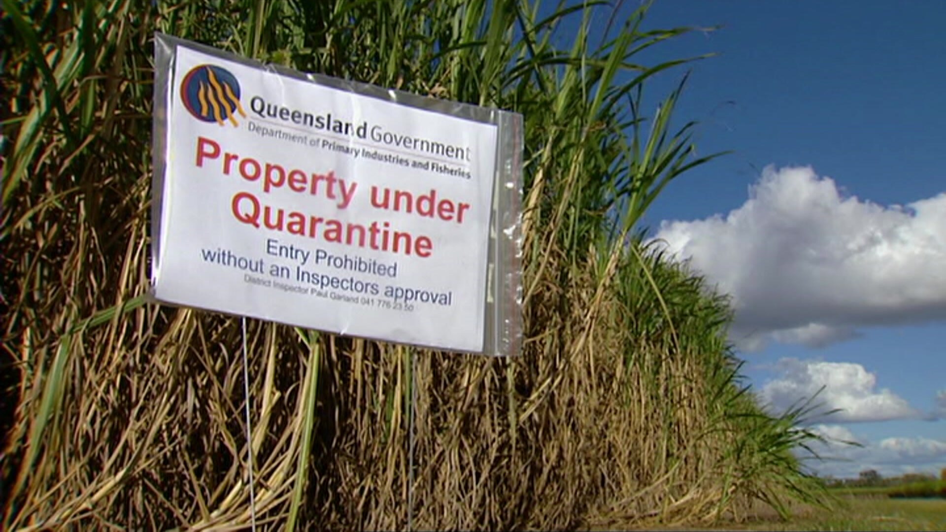 Smut threatened to destroy sugarcane farming but instead it reshaped ...