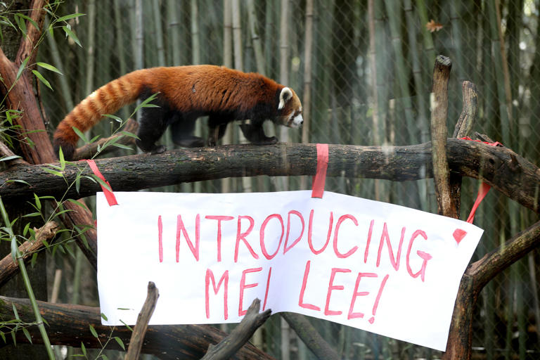 Data center vs zoo: Nashville officials warn of proposed data facility