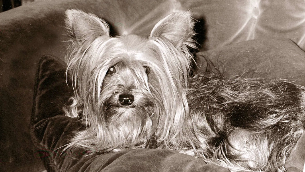 Yorkie care tips every loving owner needs