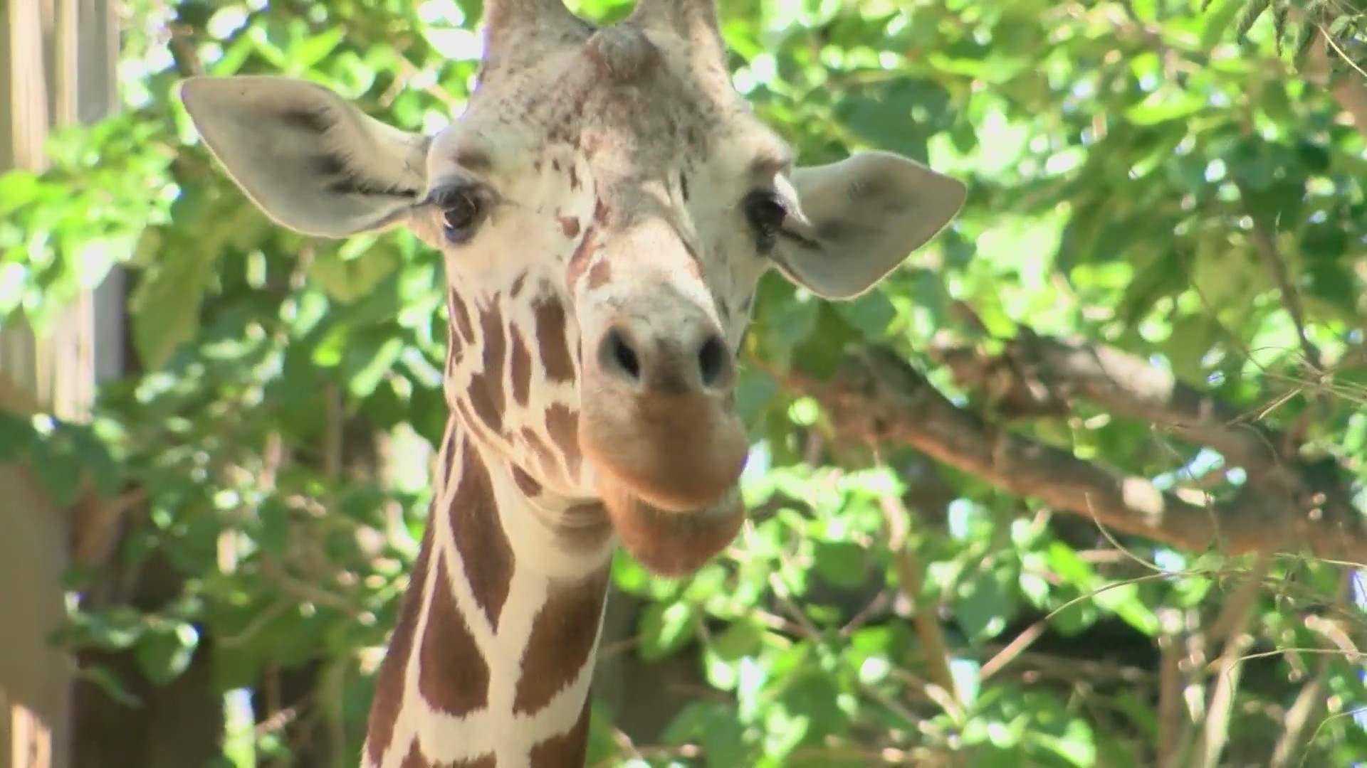 ABQ BioPark expands giraffe habitat as part of 3-phase project