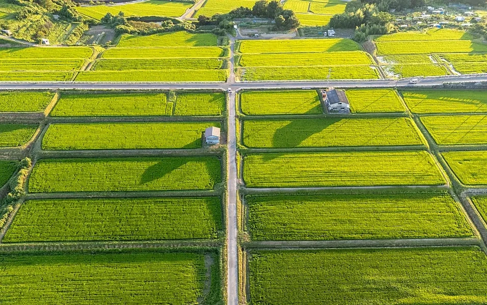 Scientists identify rice gene key to nutrition and taste