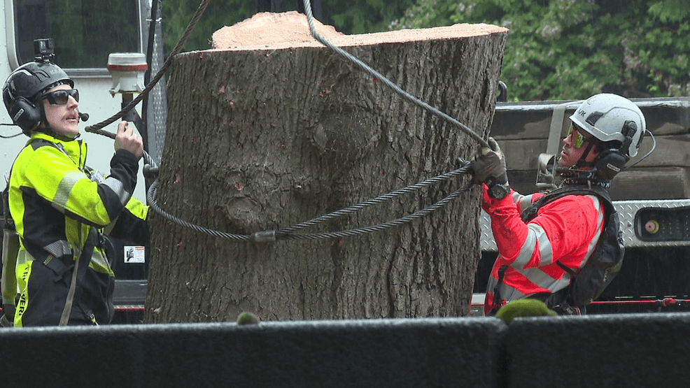 Tree falls on MAX tracks hours after TriMet arborist warns of storm hazards