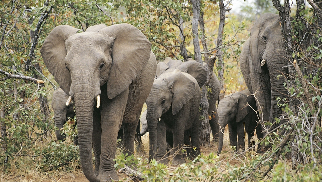 7 female leaders who rule the animal kingdom