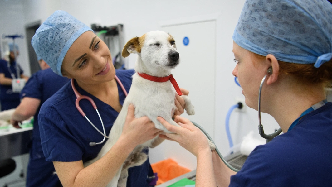 11 inspiring dog rescue transformations