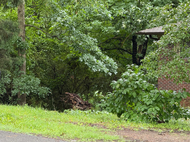 Woman left with minor injuries after tree falls on Forestdale home