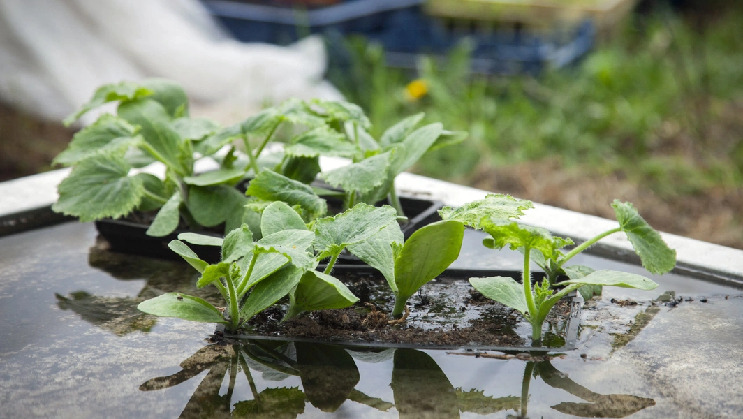 How to regrow vegetables from kitchen scraps