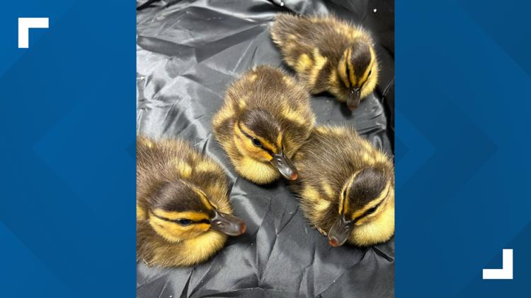 Athens firefighters rescue ducklings on US 31