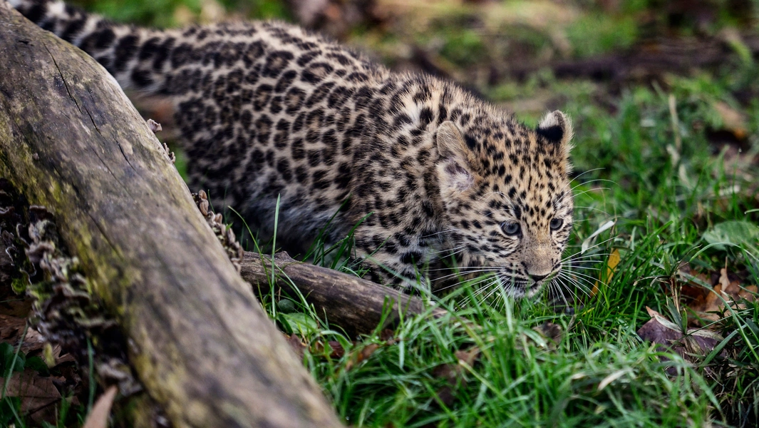 17 extraordinary rarities from nature to culture